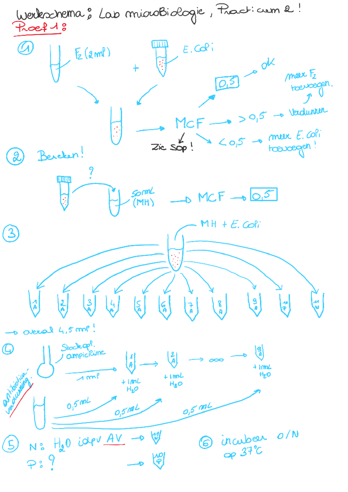 Werkschema Lab Microbiologie, Practicum 2 - Lab microbiologie 2 - Proef ...
