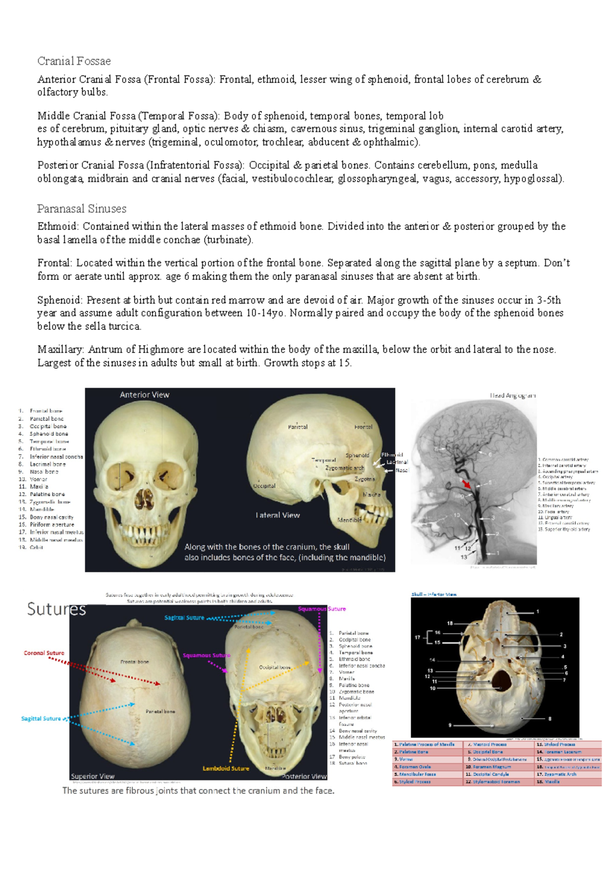 Test 1 Must Know - Must know content for Test 1. - Cranial Fossae ...