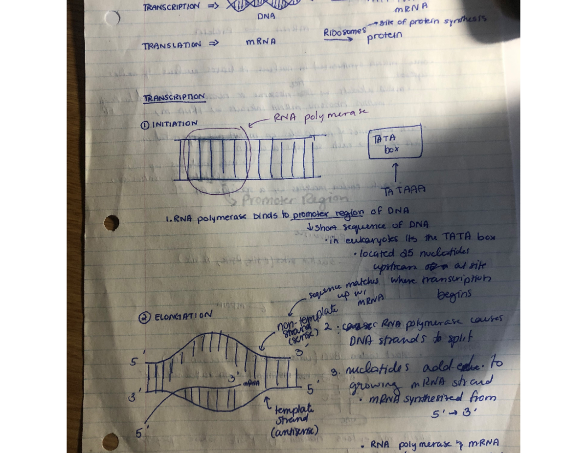 Notes - translation condensed note - TRANSCRIPTION DNA MRNA site of ...