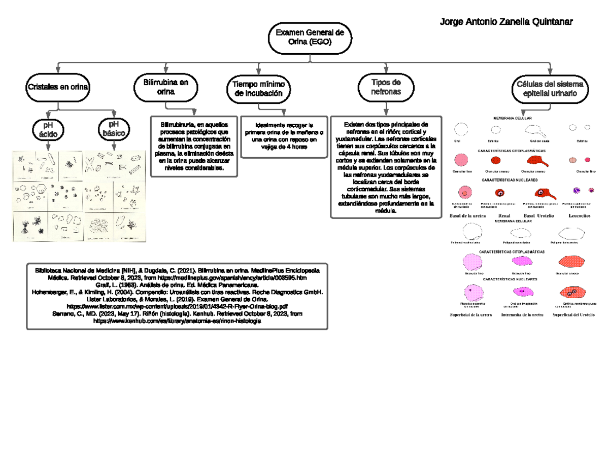 P7 Jorge Zanella mapa - Mapa conceptual - Examen General de Orina (EGO ...