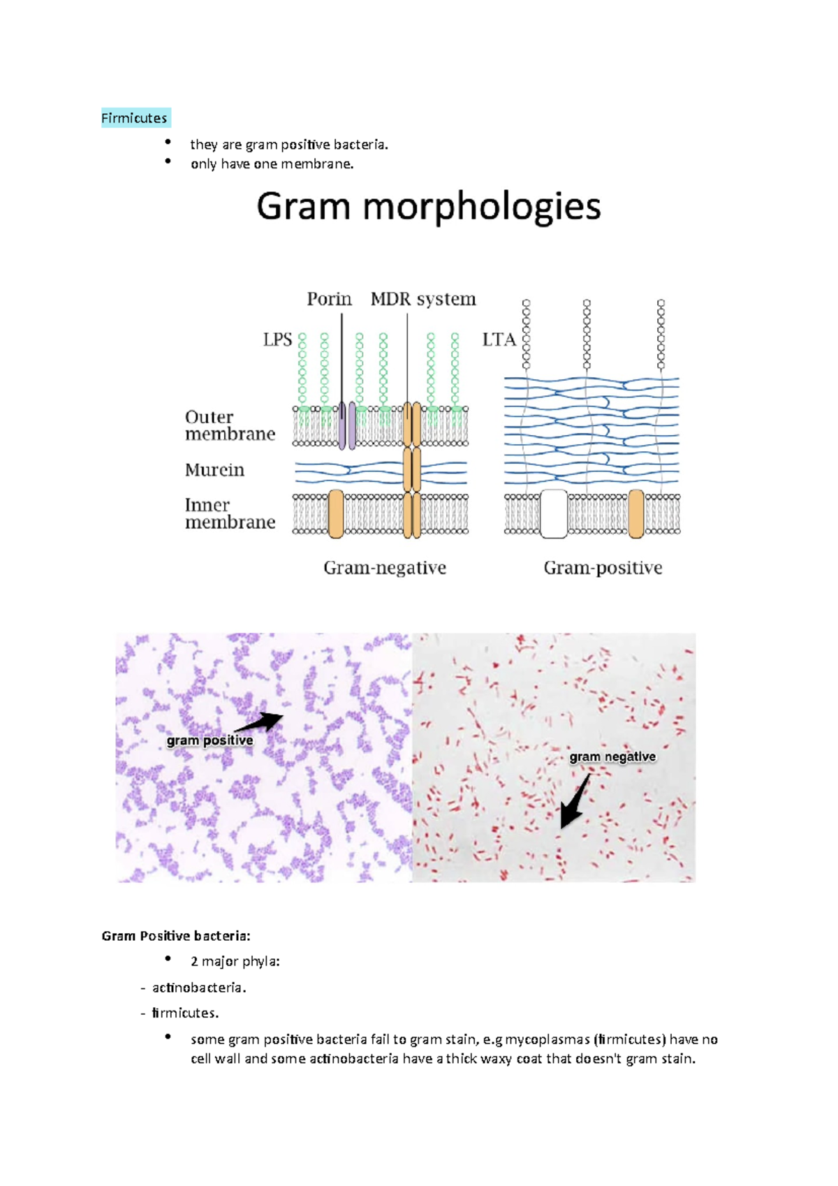 Firmicutes - Lecture notes Week 3 - Firmicutes they are gram positive ...