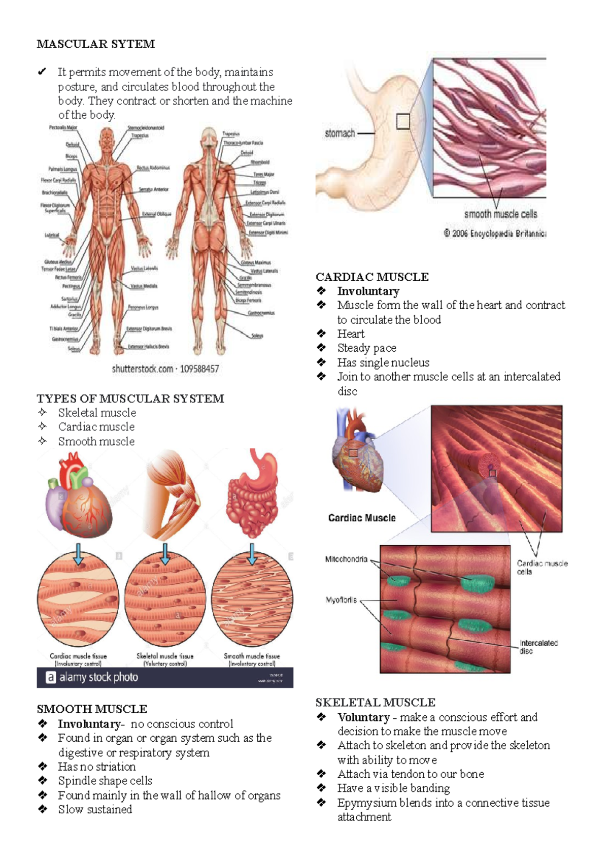 Mascular Sytem - i just want to help - MASCULAR SYTEM It permits ...