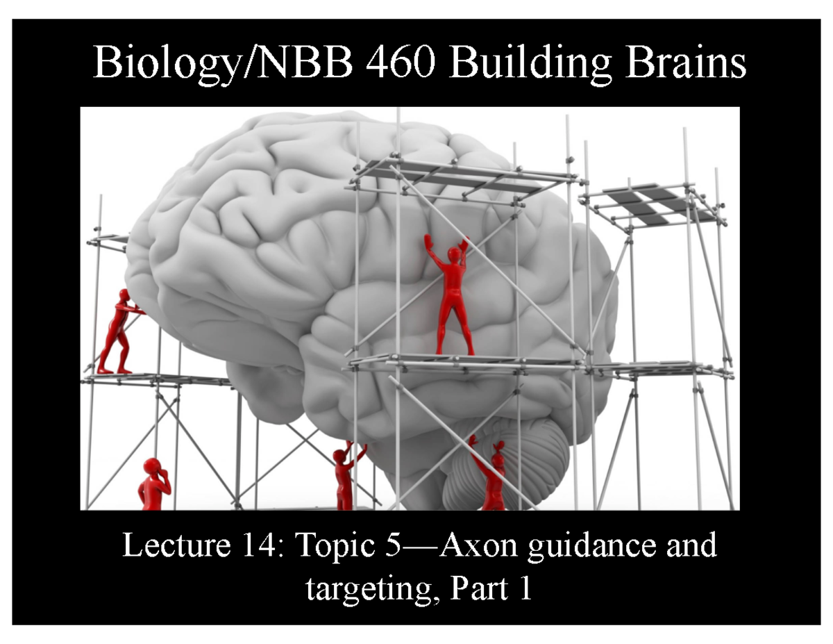 Lecture 14 Topic 5 Axon guidance and targeting - Biology/NBB 460 ...