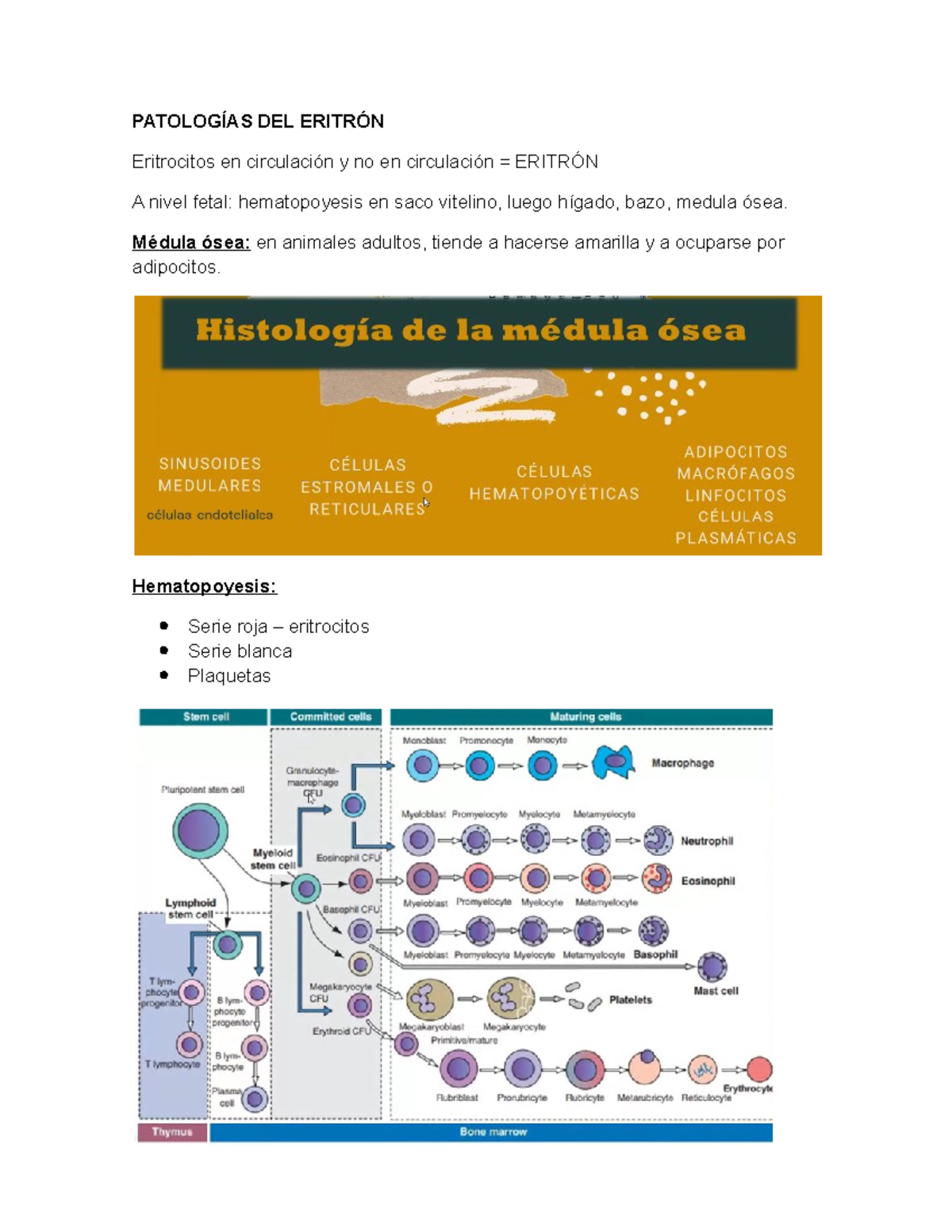 Patologías DEL Eritrón - PATOLOGÍAS DEL ERITRÓN Eritrocitos en ...
