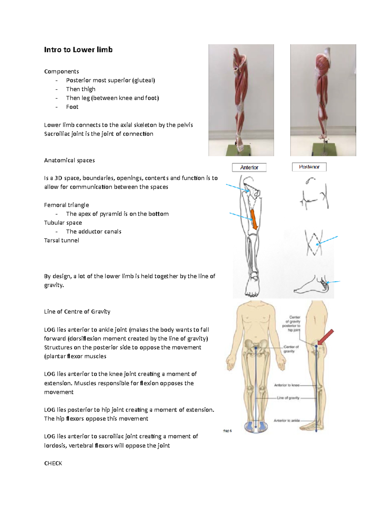 Intro to Lower limb - notes - Intro to Lower Posterior most superior ...
