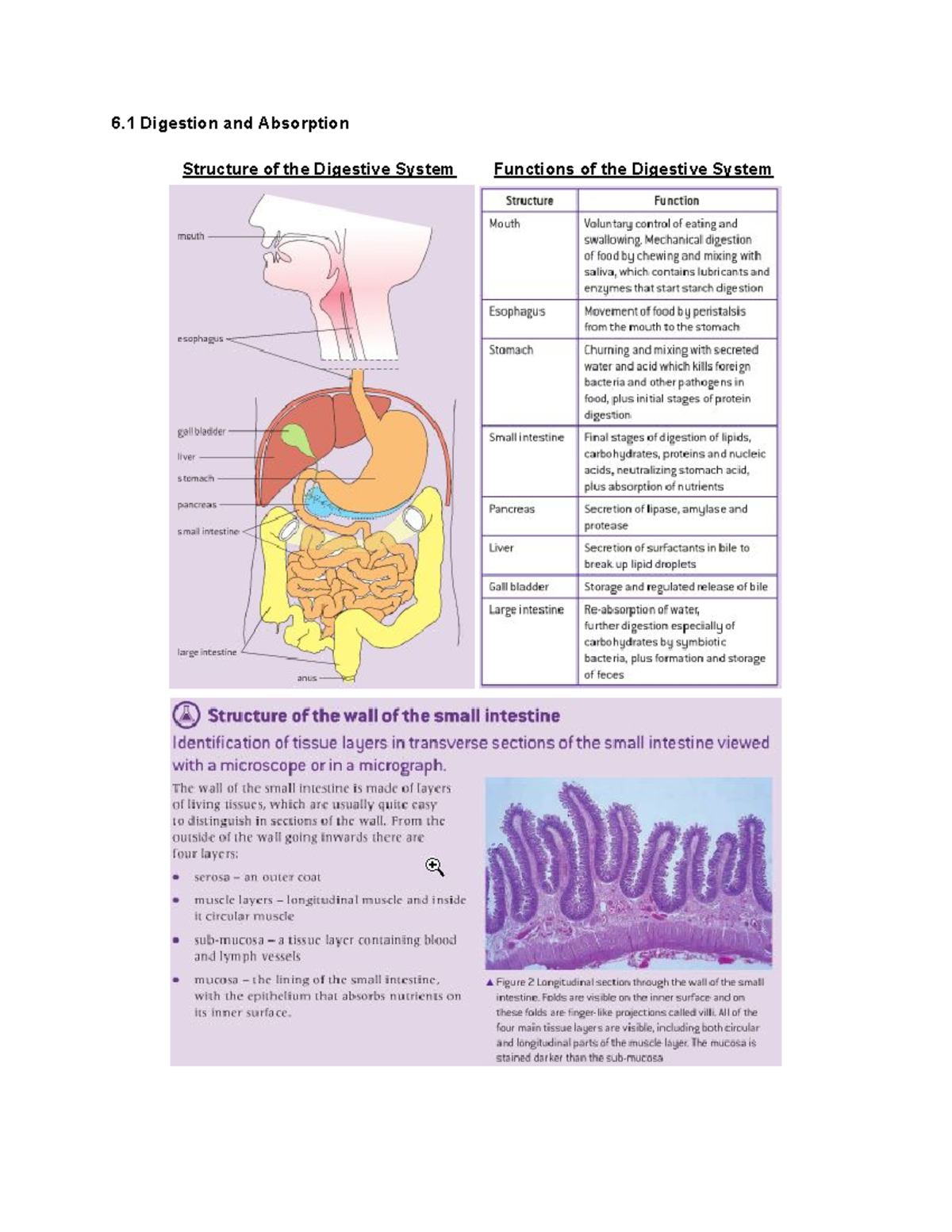 Human Physiology - 6 Digestion and Absorption Structure of the ...