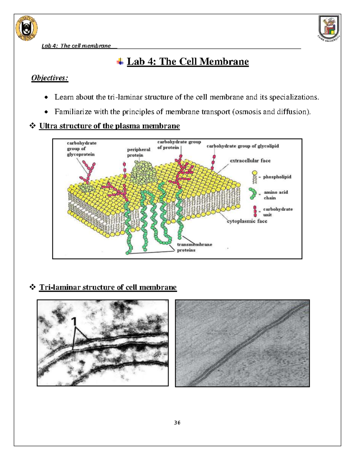 Lab4-The Cell Membrane-z211 - Lab 4: The Cell Membrane Objectives ...