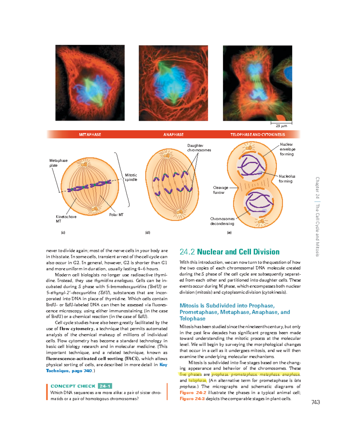 4. Mitosis - Lectura - Chapter 24 | The Cell Cycle and Mitosis 24 ...