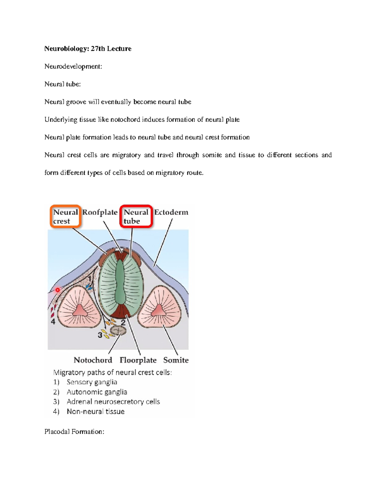 27th lecture notes - Neurobiology: 27th Lecture Neurodevelopment ...
