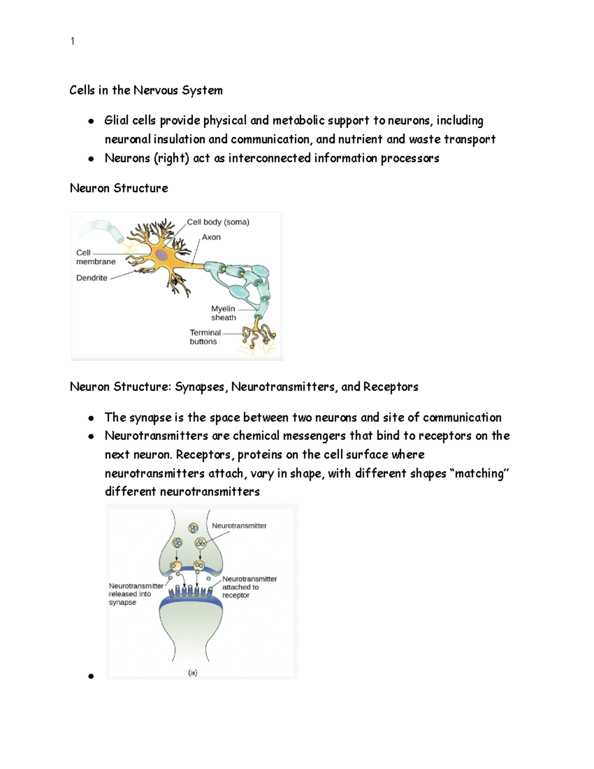 Biophyschology Notes 2 - Cells in the Nervous System Glial cells ...