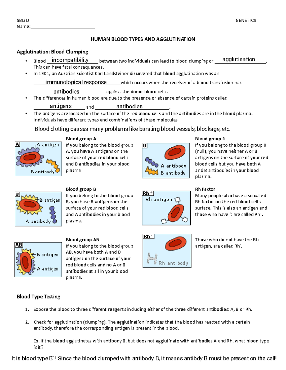 Human Blood Types and Agglutination - SBI3U GENETICS Name ...