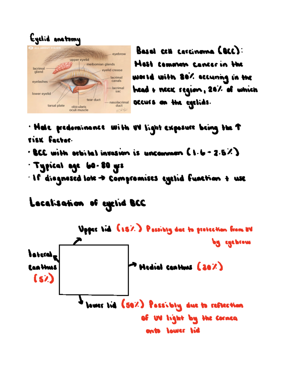 Occuloplastics- basal cell carcinoma - Eyelidanatomy ####### Basal cell ...