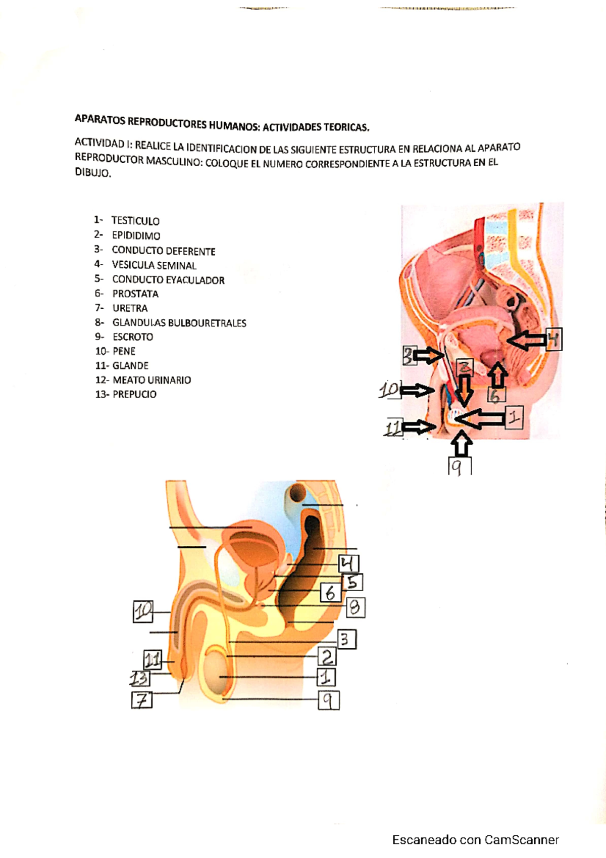 Aparatos reproductores Humanos - Estructuras y Sist Anatómicos - Studocu