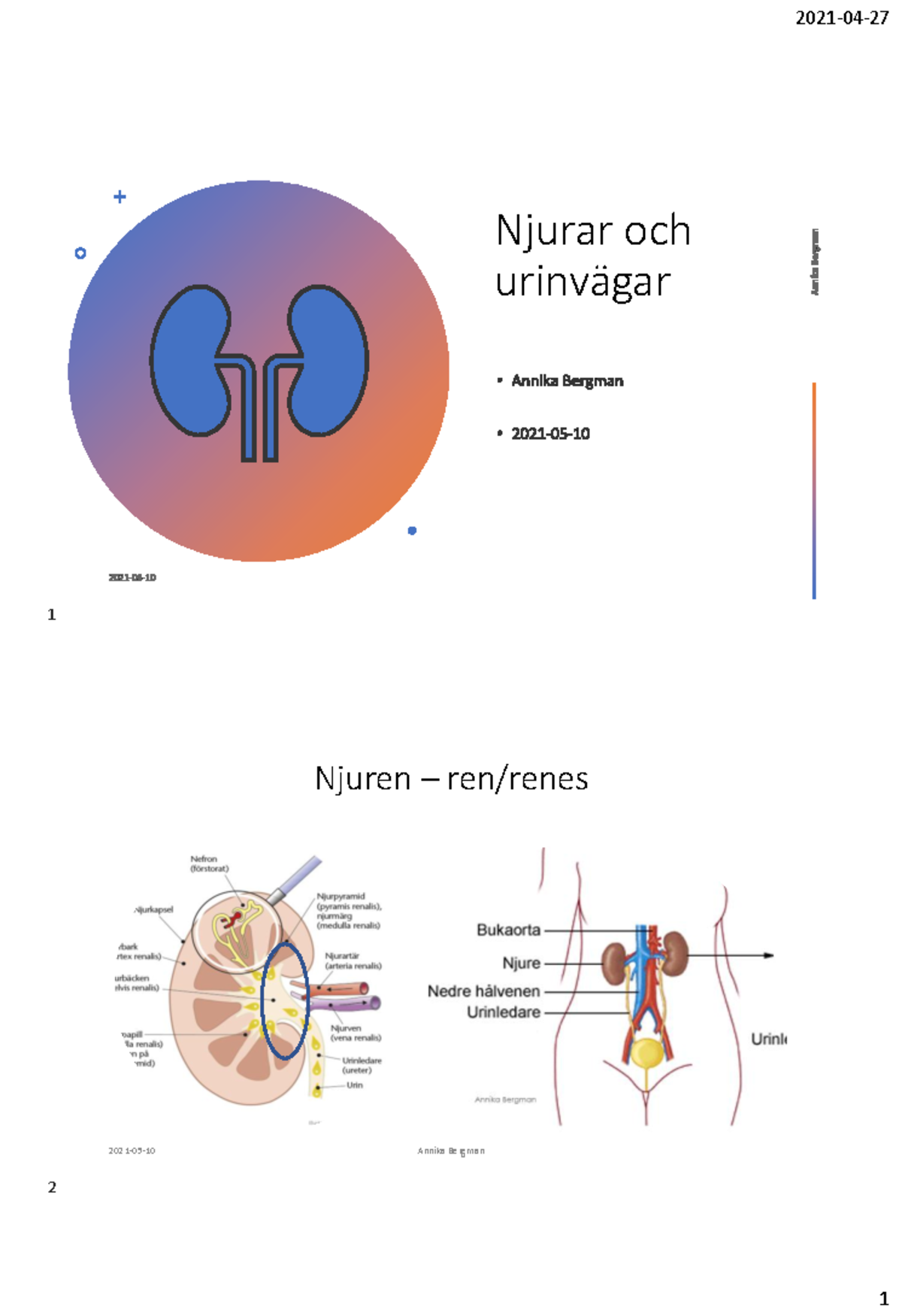 210510 Åhörarkopior Njurar och urinvägar - Njurar och urinvägar ####### Njuren – ren/renes 2021 ...