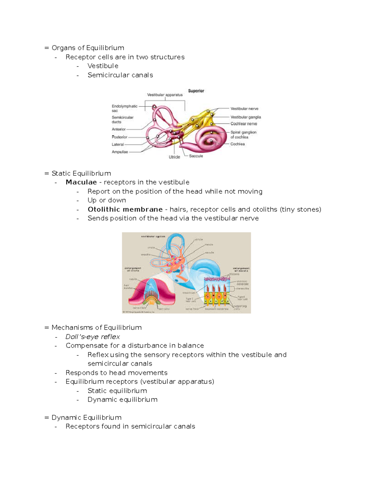 Physio Anatomy Organs Notes - = Organs of Equilibrium - Receptor cells ...