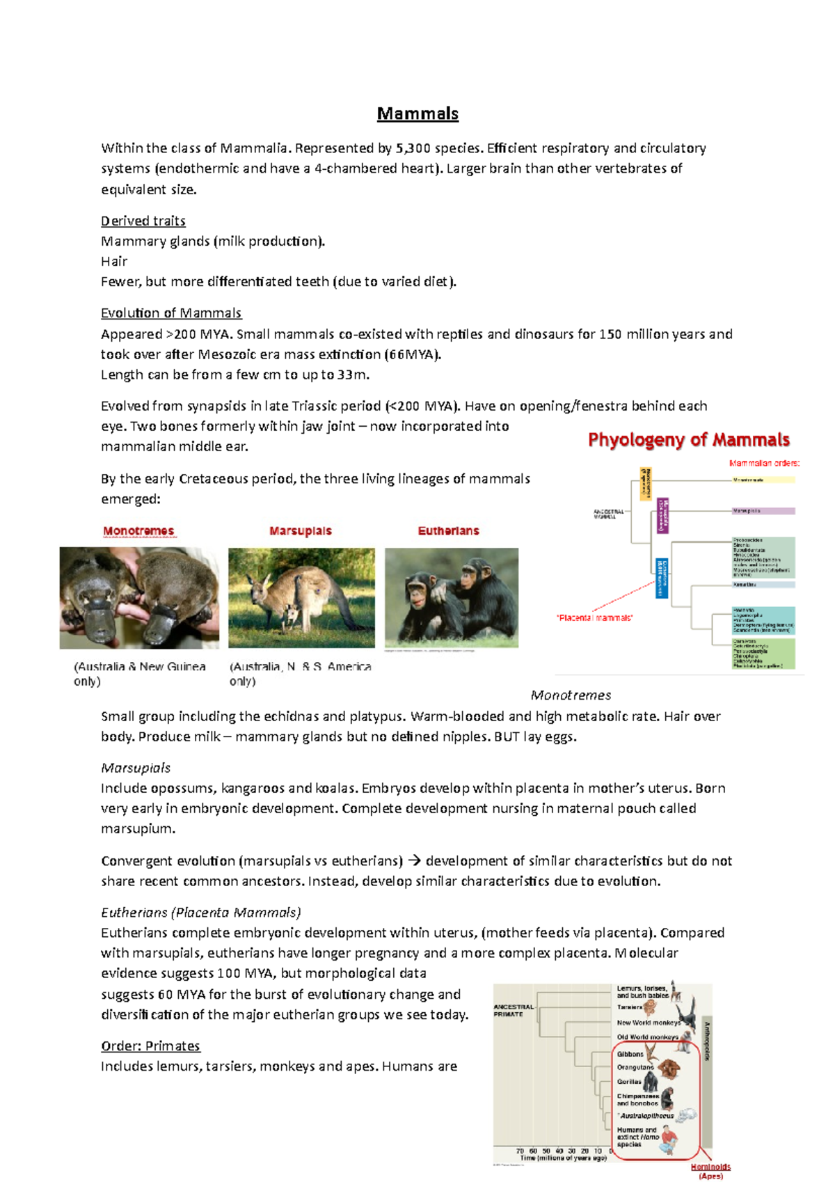 Mammals - Andrew Griffiths notes. - Mammals Within the class of ...