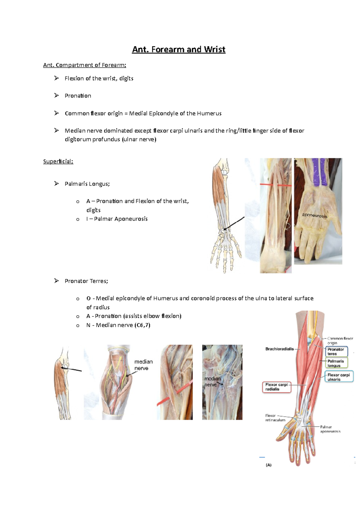 Ant. Forearm and wrist - Ant. Forearm and Wrist Ant. Compartment of ...