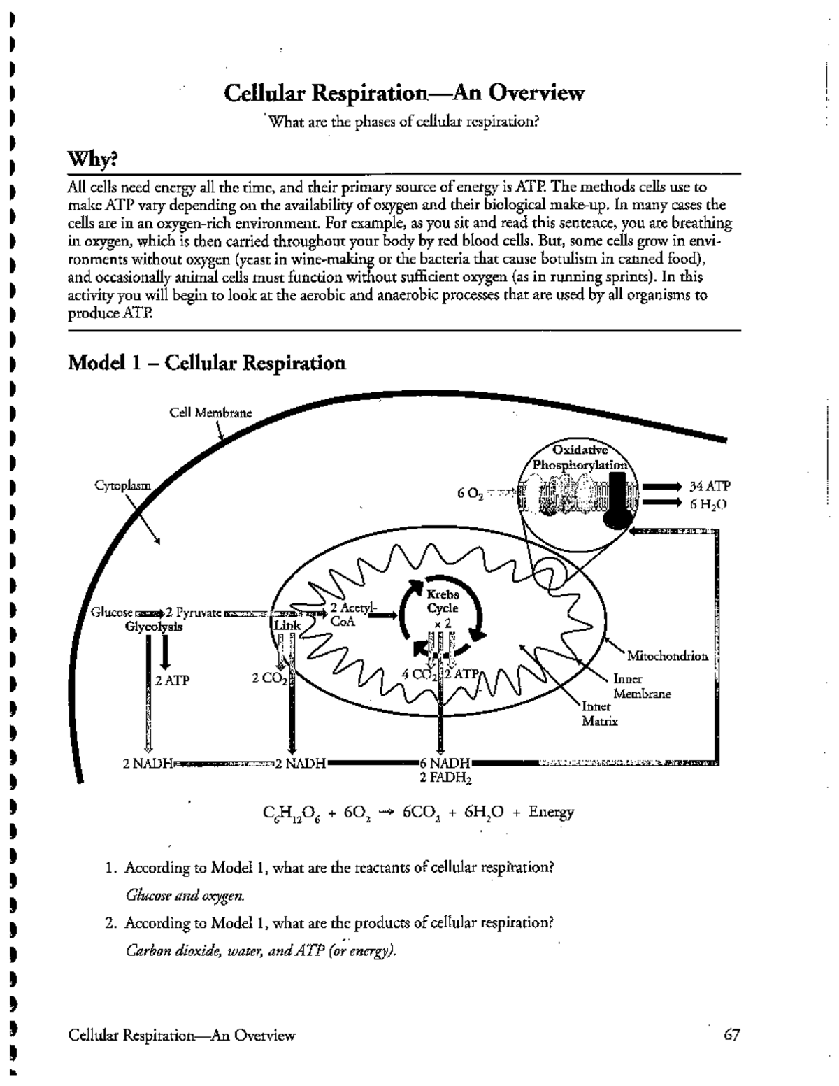 Respiration overview.glycolysis.citric acid cycle answer key - SBIO 120 ...