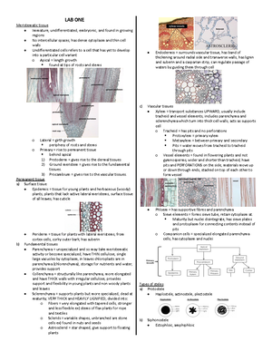 [Solved] Chloroplasts are similar to extant cyanobacteria in that they ...