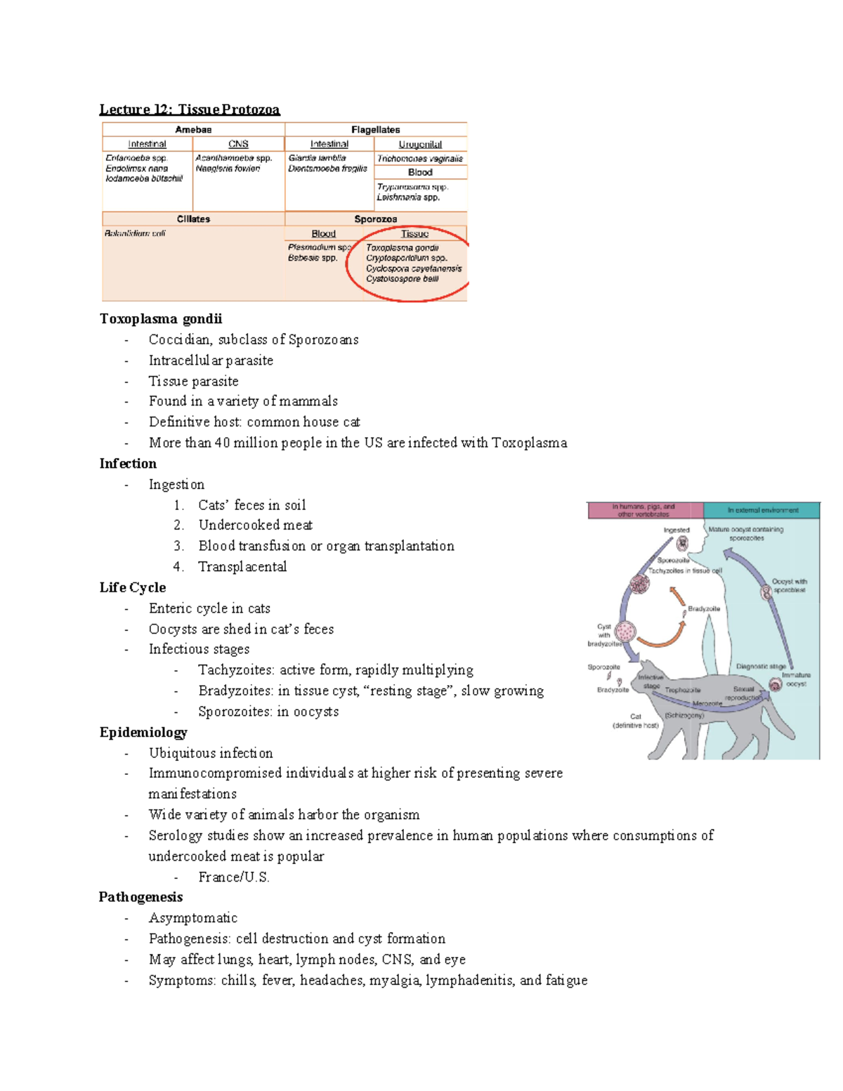 Lecture 12 Tissue Protozoa - Lecture 12: Tissue Protozoa Toxoplasma ...