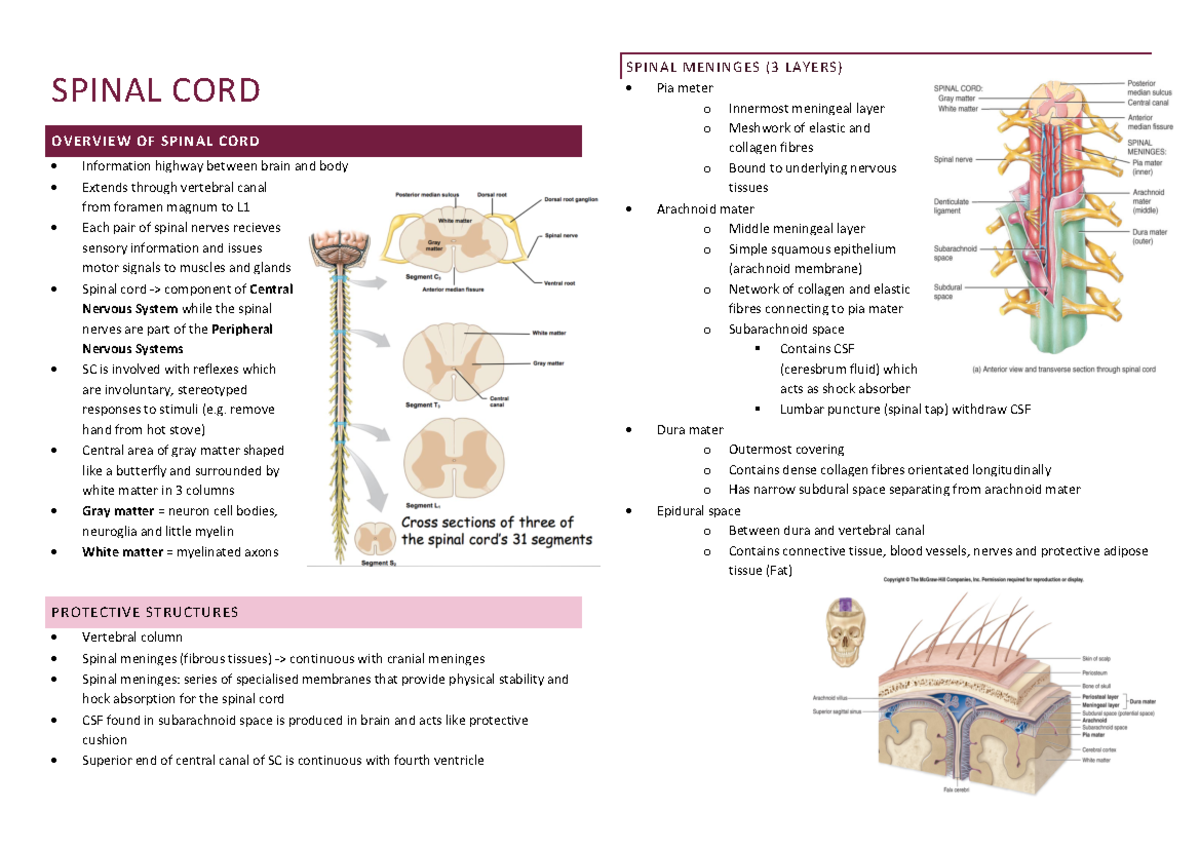 Spinal Cord - SPINAL CORD SPINAL MENINGES (3 LAYERS) • OVERVIEW OF ...