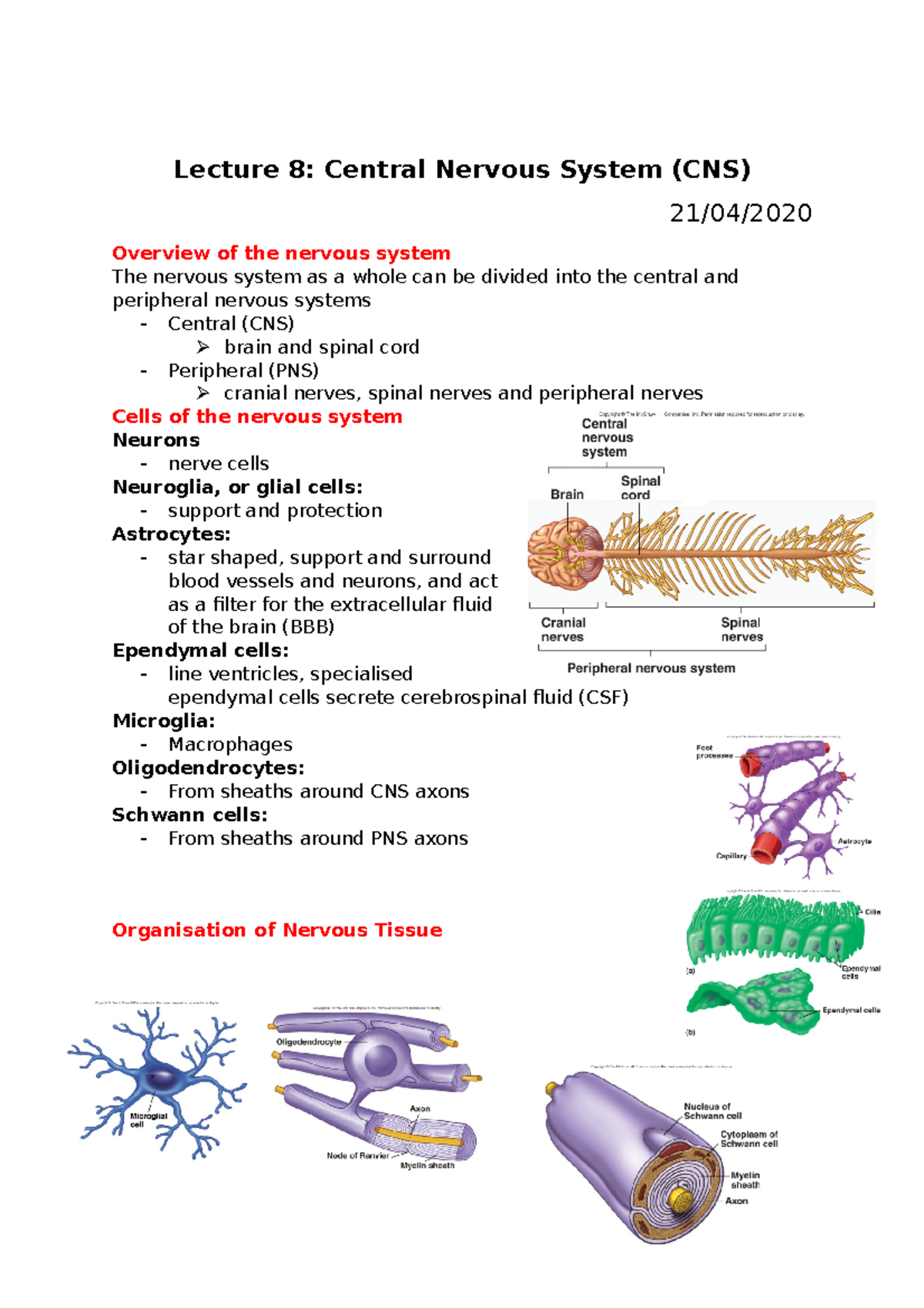 Lecture 8 Central nervous system - Lecture 8: Central Nervous System ...