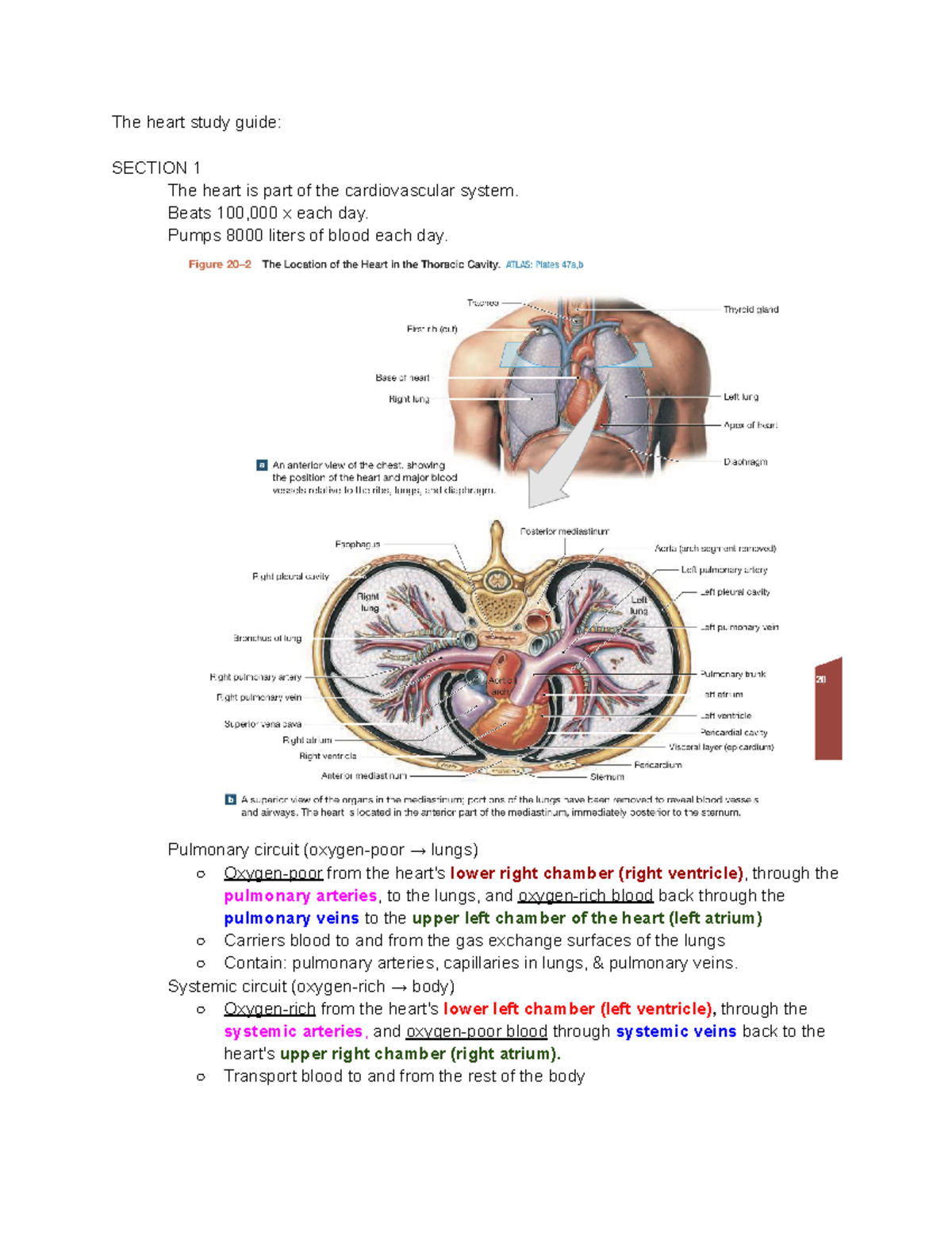 20 the heart - The heart study guide: SECTION 1 The heart is part of the cardiovascular system ...