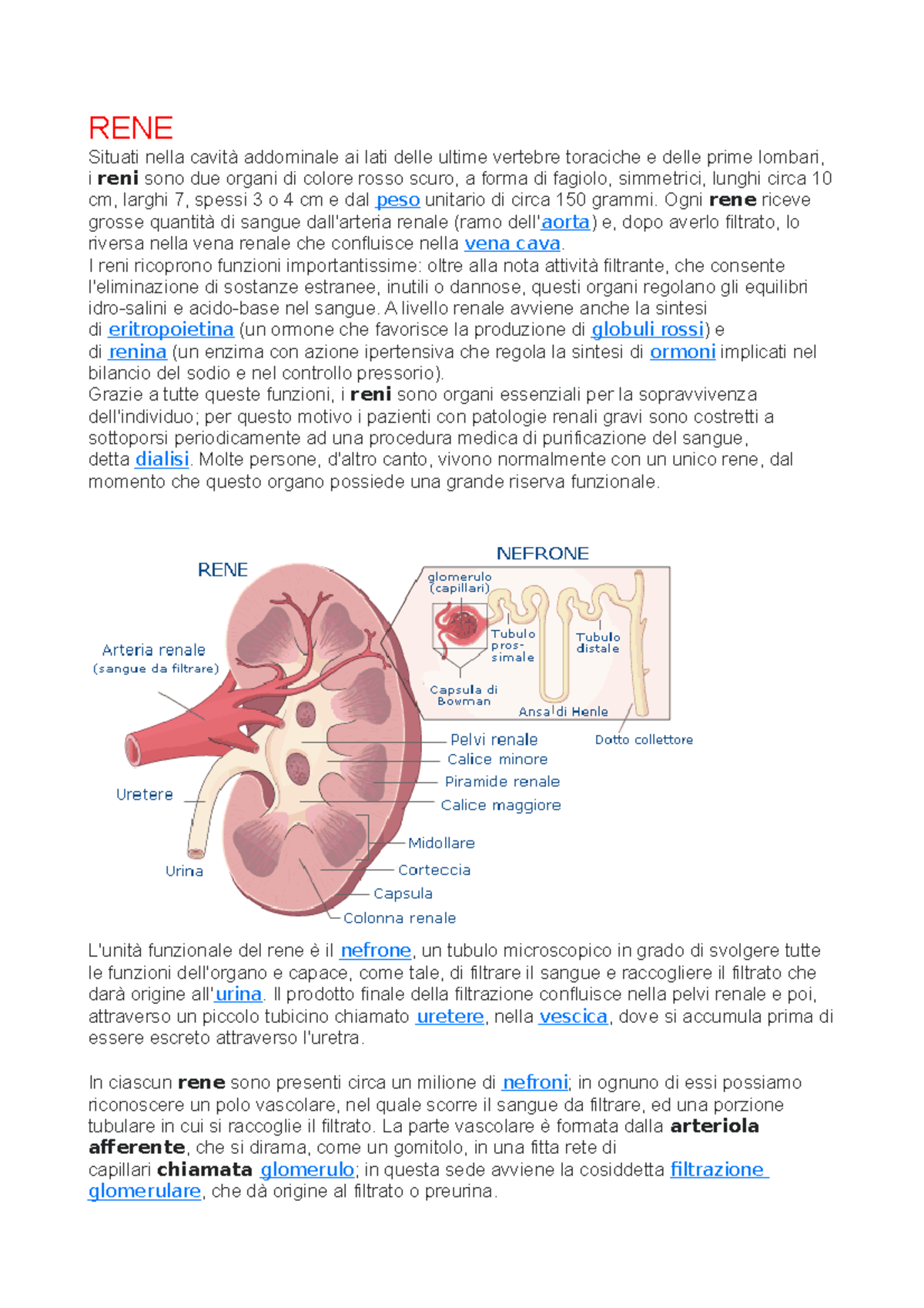 RENE - RENE Situati nella cavità addominale ai lati delle ultime ...