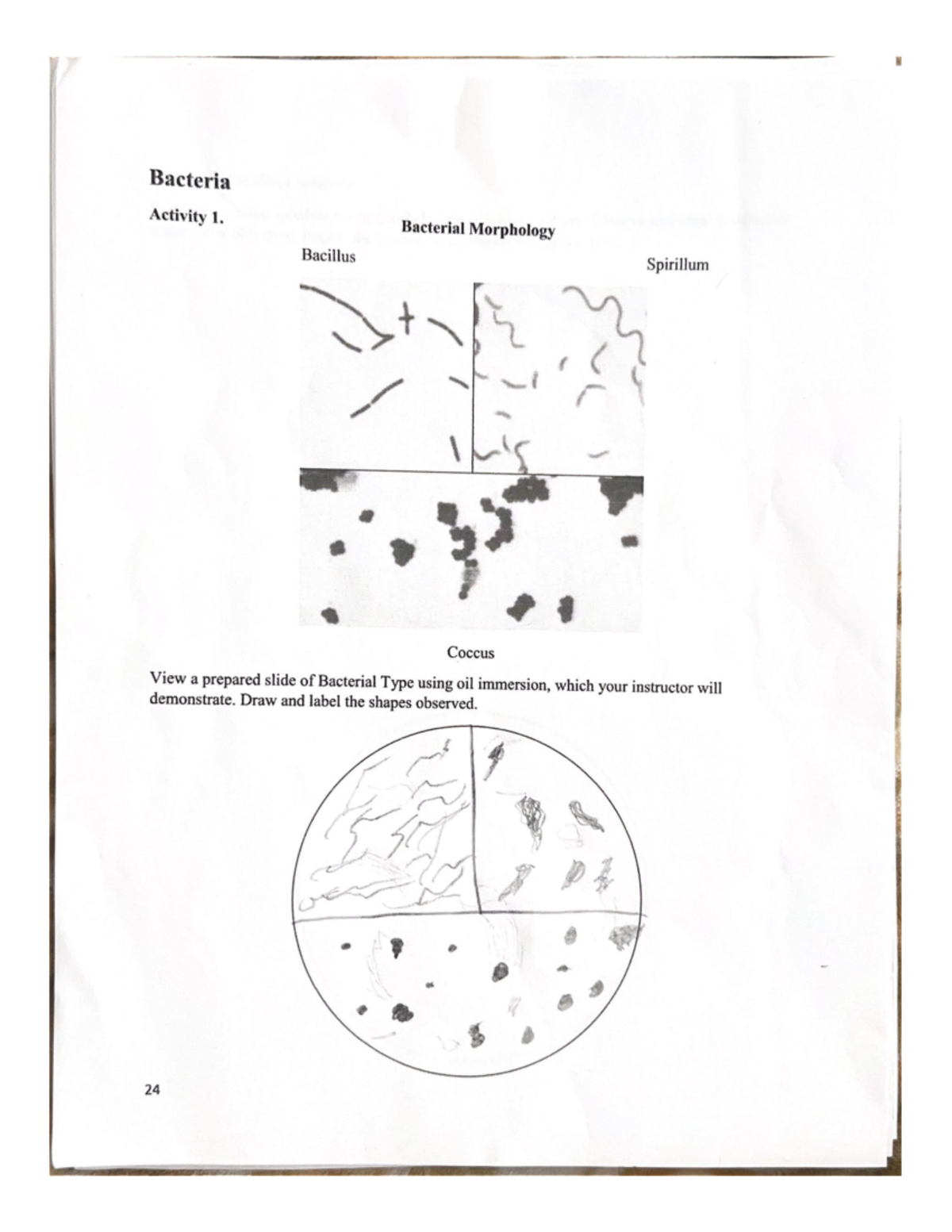 Lab 2 Bacteria - Lab - BSC 1011H - Studocu