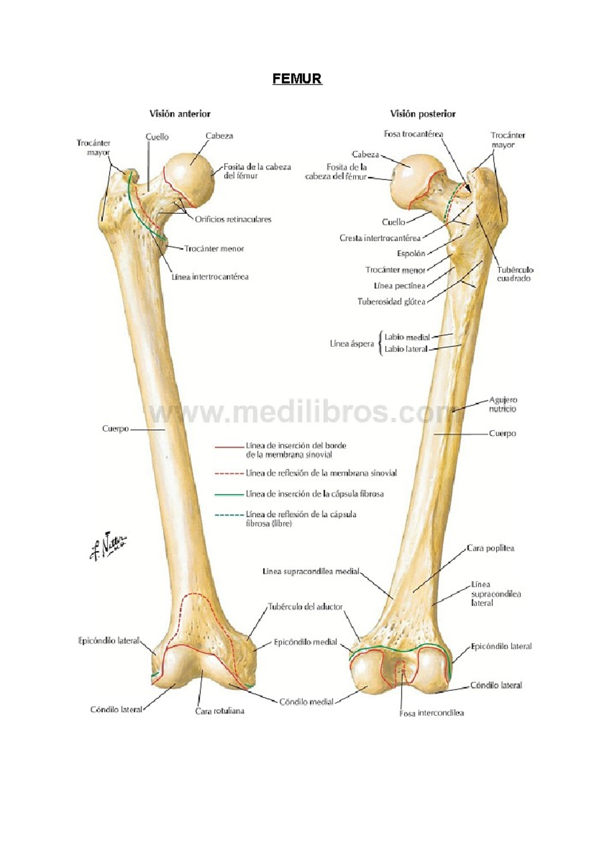 Femur - Lab Anatomía Humana II - FEMUR - Studocu