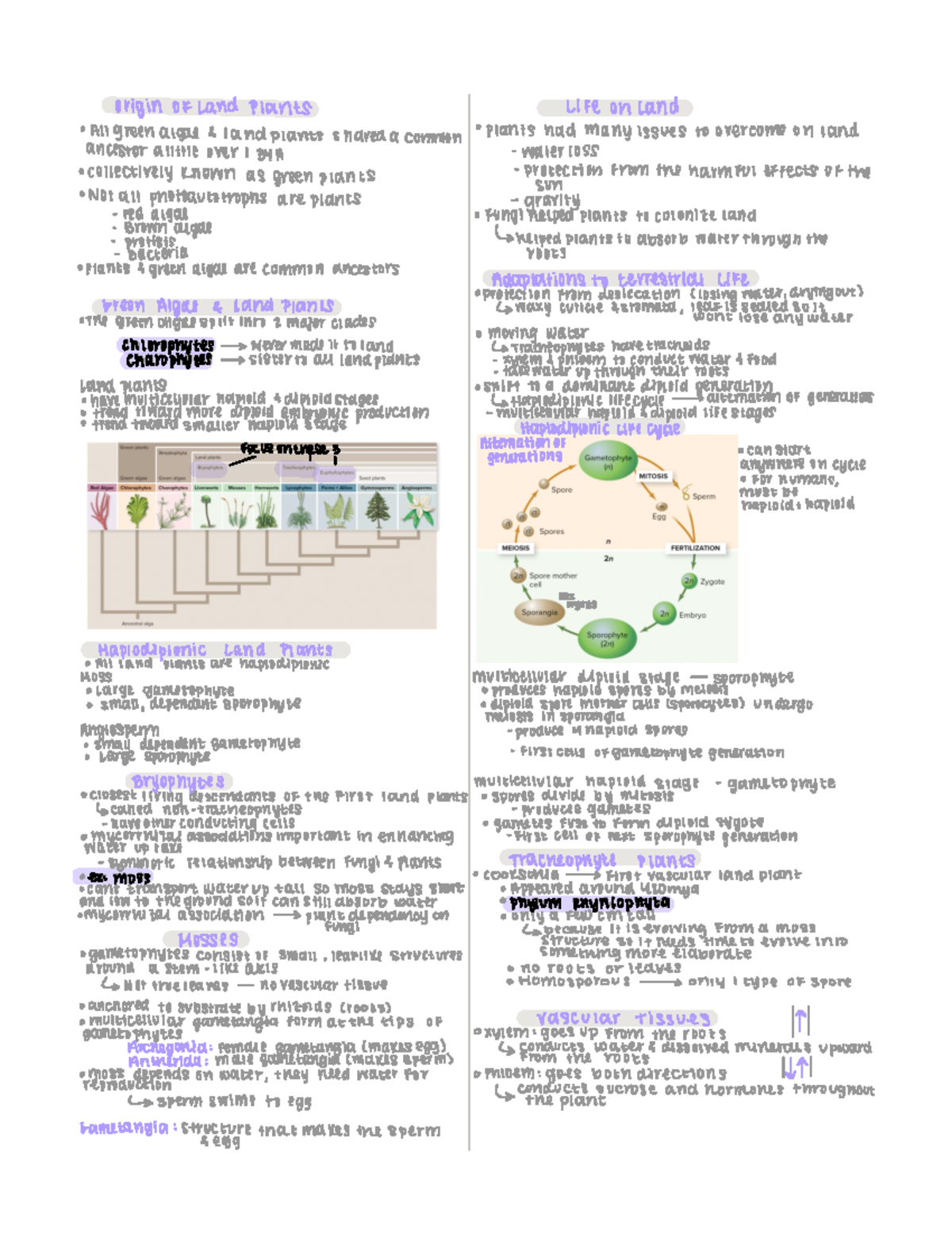 Chapter 29 Seedless Plants - BIO 199 - Studocu