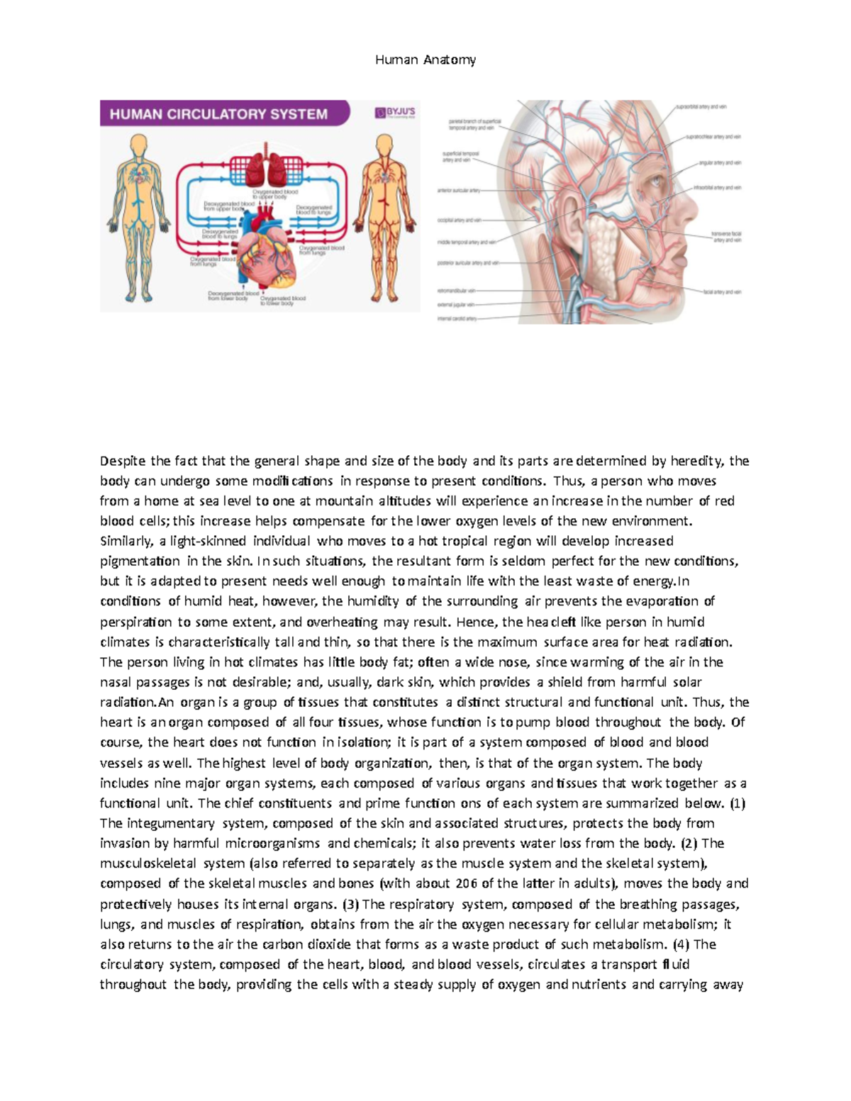 N3 - course work - Human Anatomy Despite the fact that the general ...