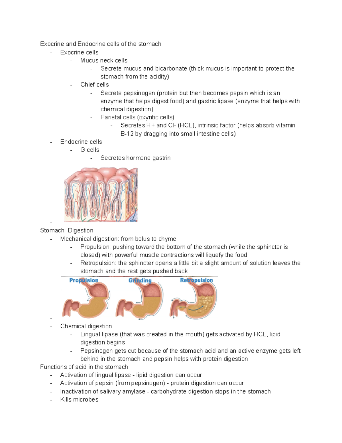 Digestive physiology lecture 2 - Exocrine and Endocrine cells of the ...