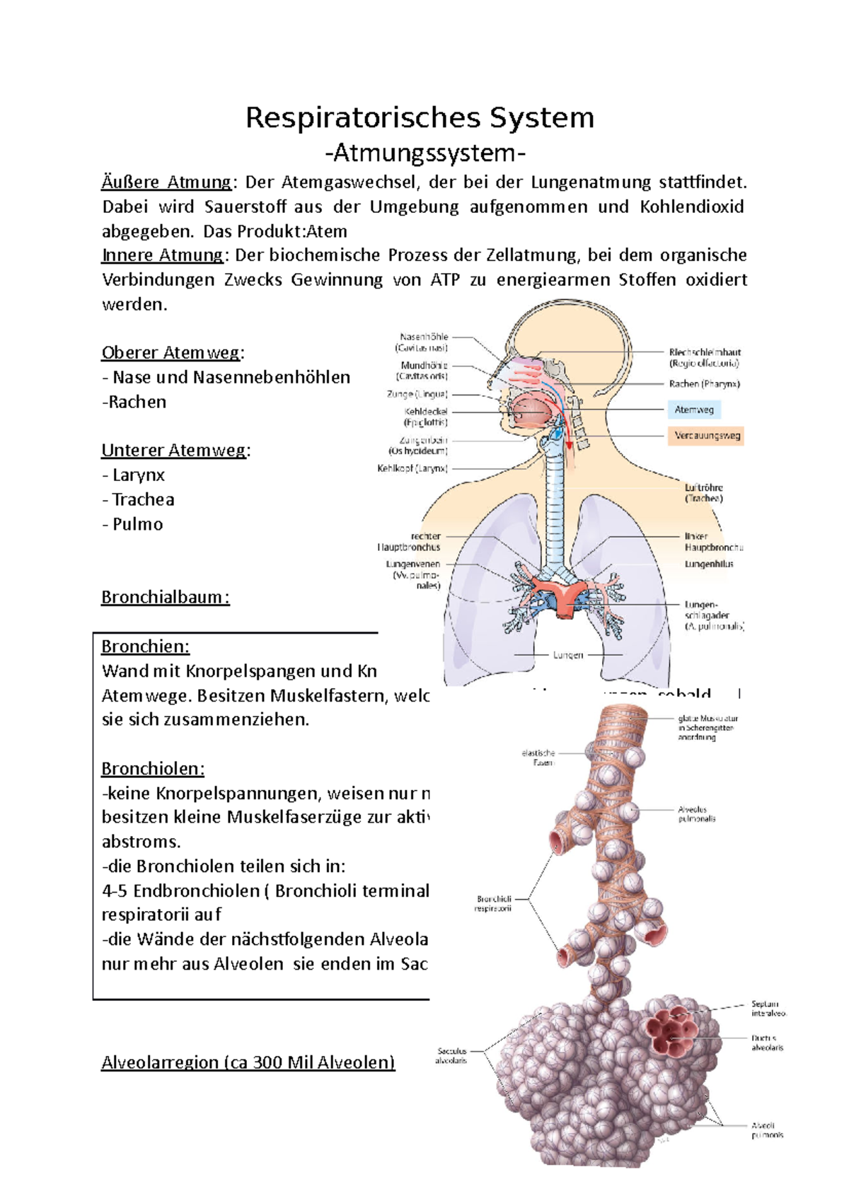 Respiratorisches System - Respiratorisches System -Atmungssystem ...