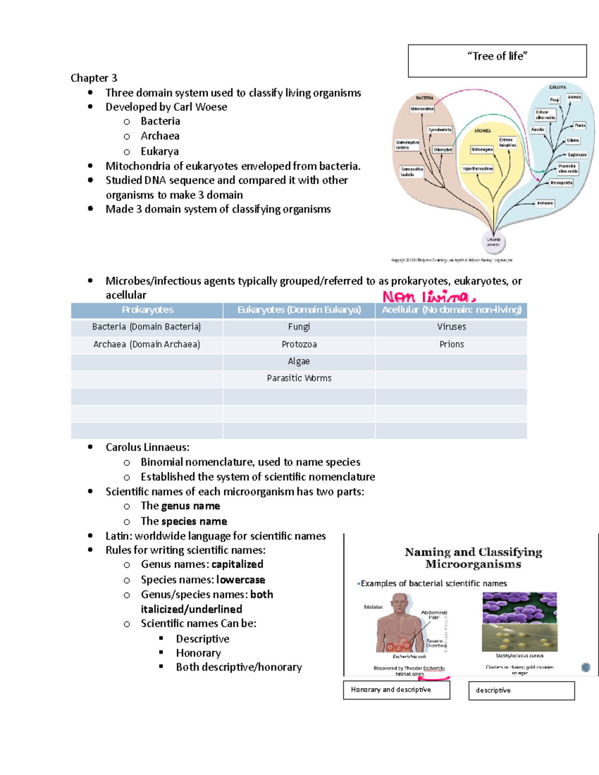 Ch 3 microbiology part 1- Dr. Chris Struchtemeyer - Chapter 3 Three ...