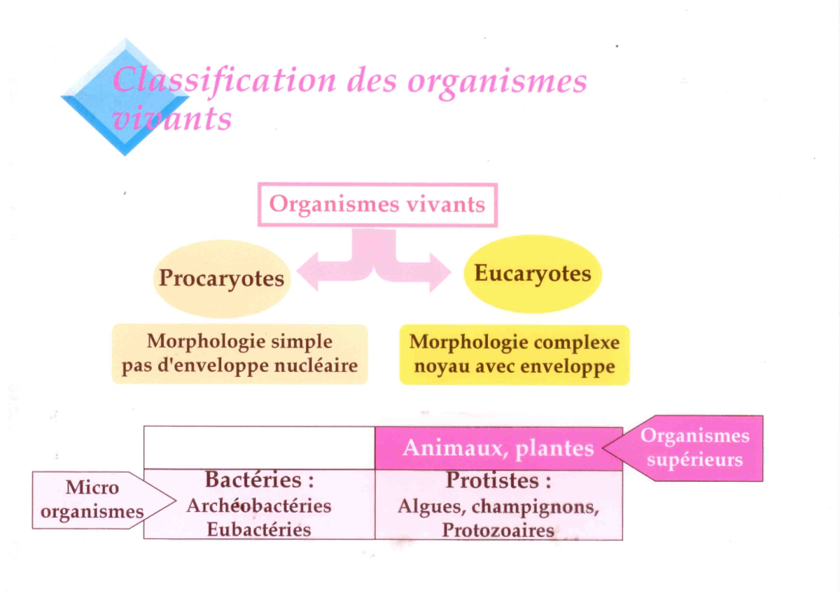 Support Cours Microbiologie 1 Chapitres 1 et 2 A - Studocu