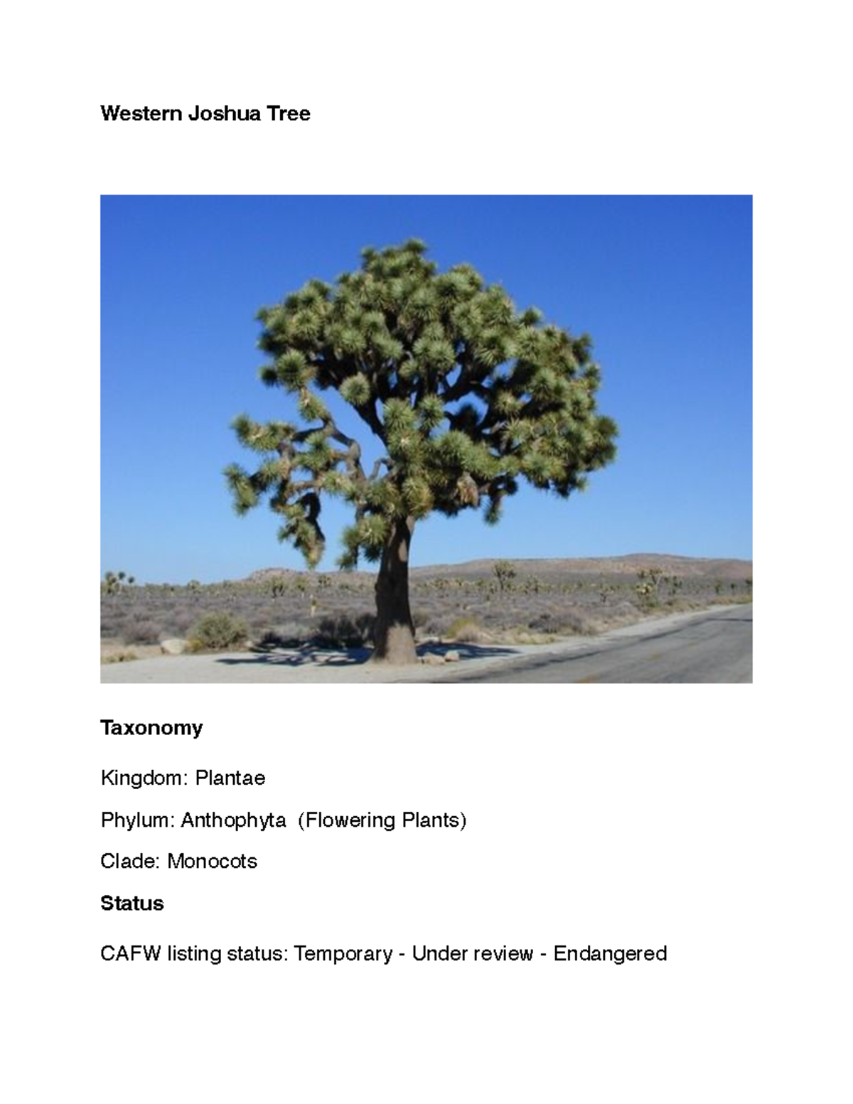 Biology - Western Joshua Tree pdf - Western Joshua Tree Taxonomy ...
