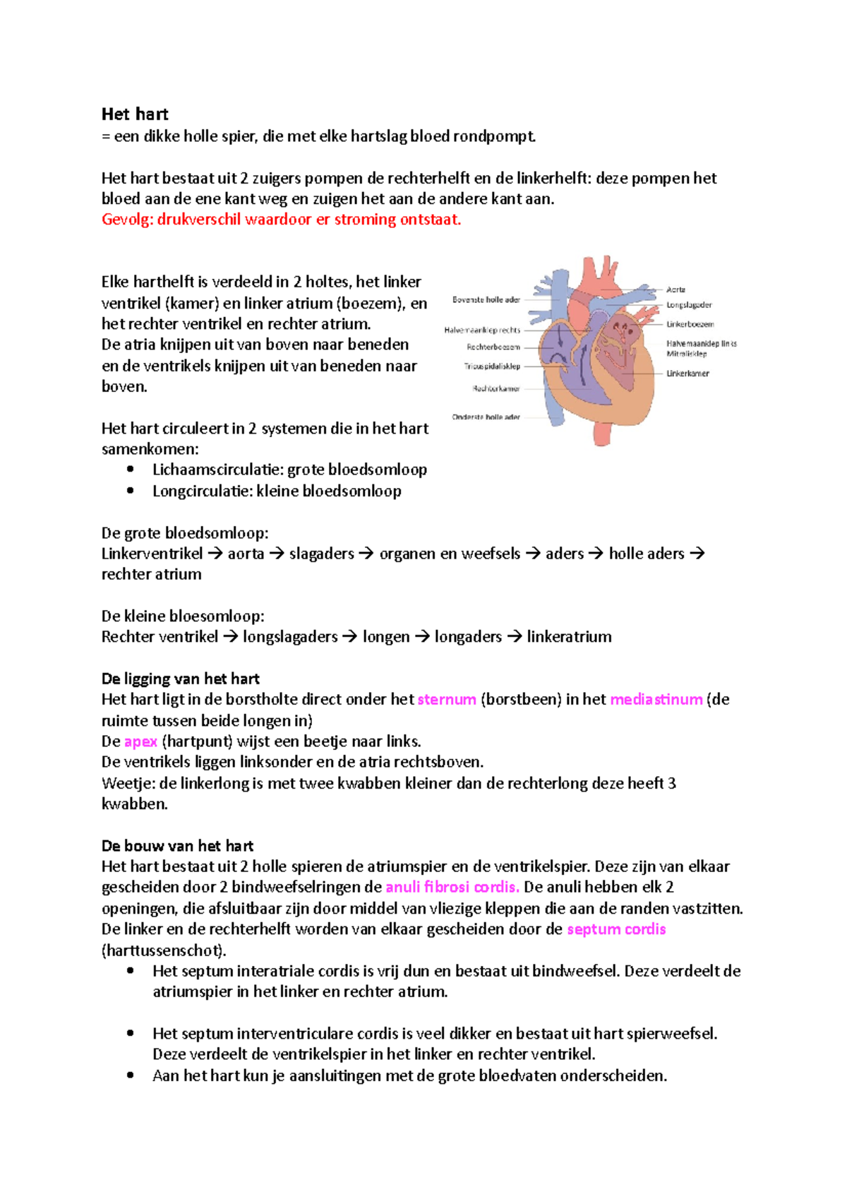 uitleg van het hart en werking - anatomie & fysiologie - HAN - Studeersnel