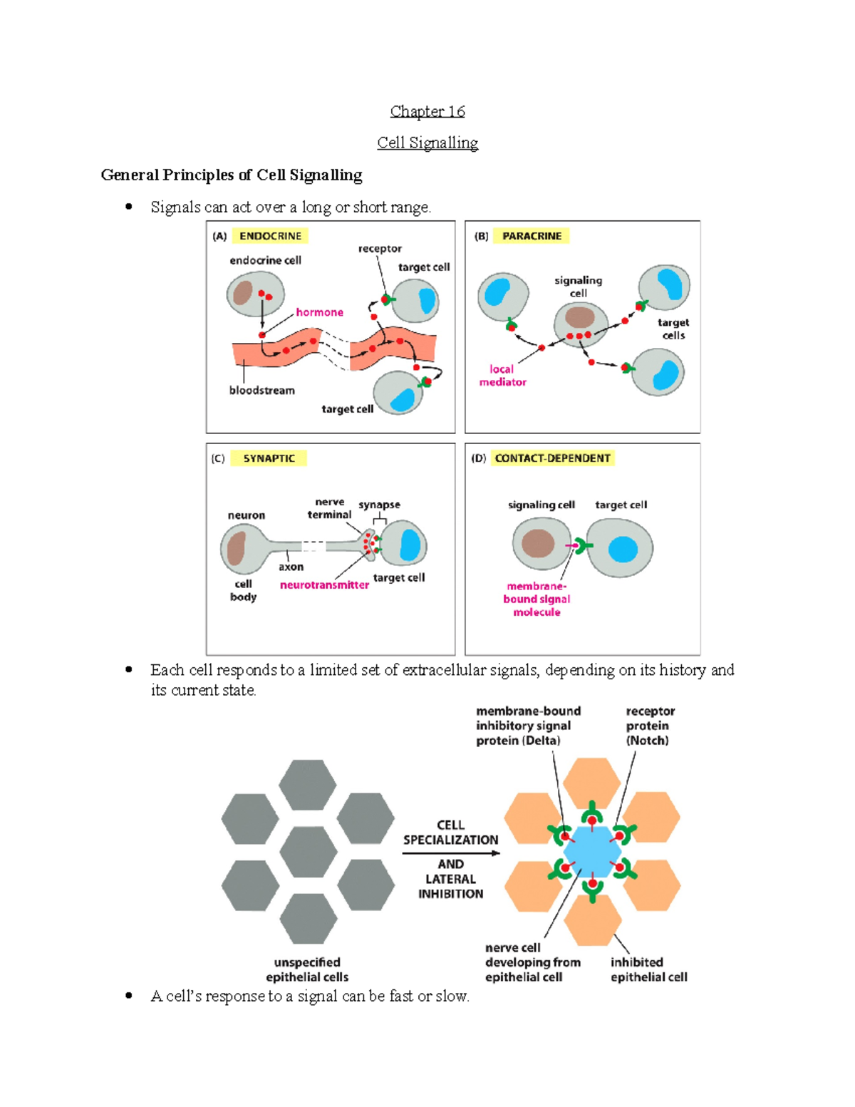 Nov. 6th - Ch. 16 - Lecture notes 8 - Chapter 16 Cell Signalling ...