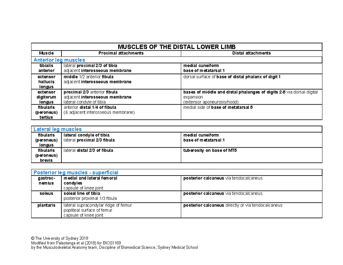 Distal Lower Limb Muscle Attachments 2019 - © The University of Sydney ...