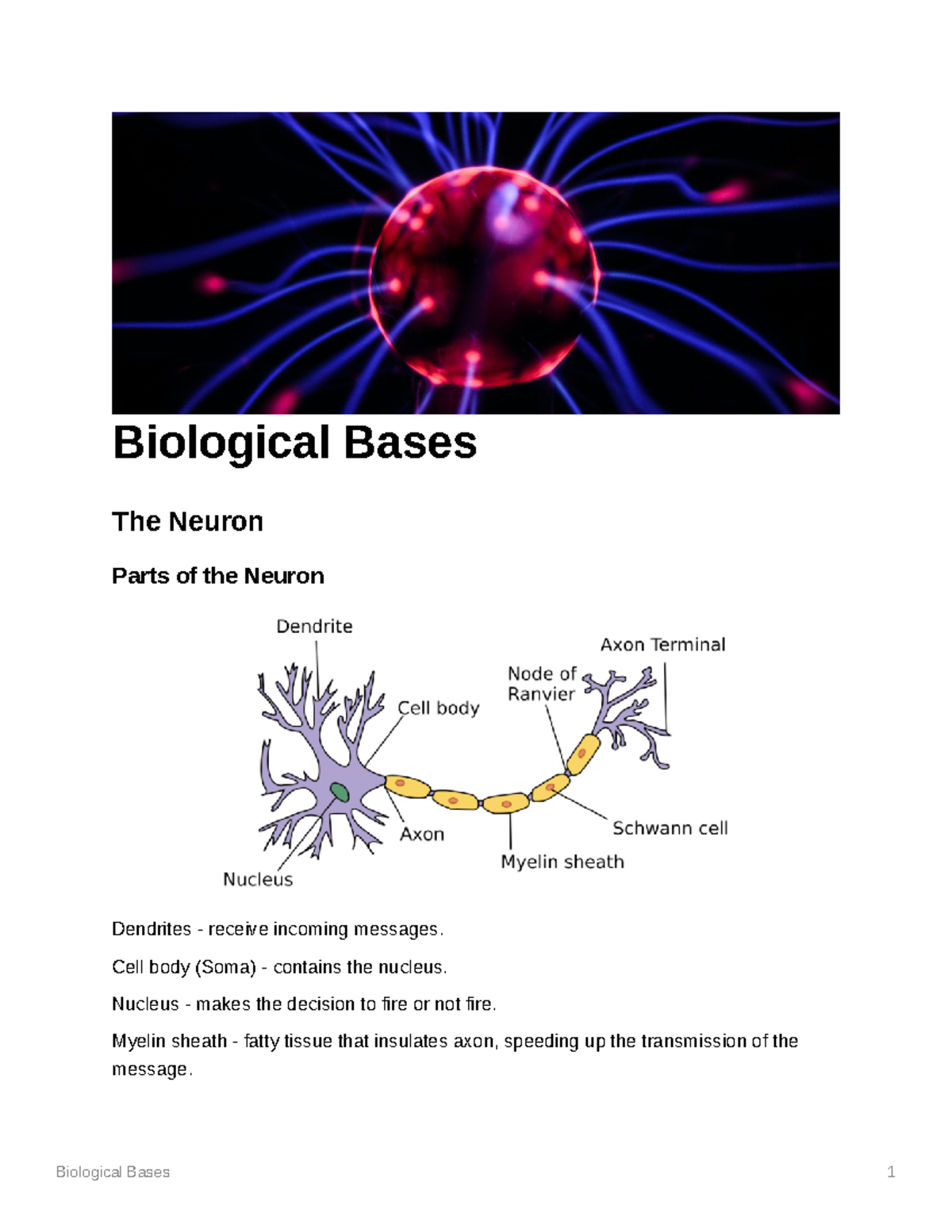 Biological Bases - Biological Bases The Neuron Parts of the Neuron ...