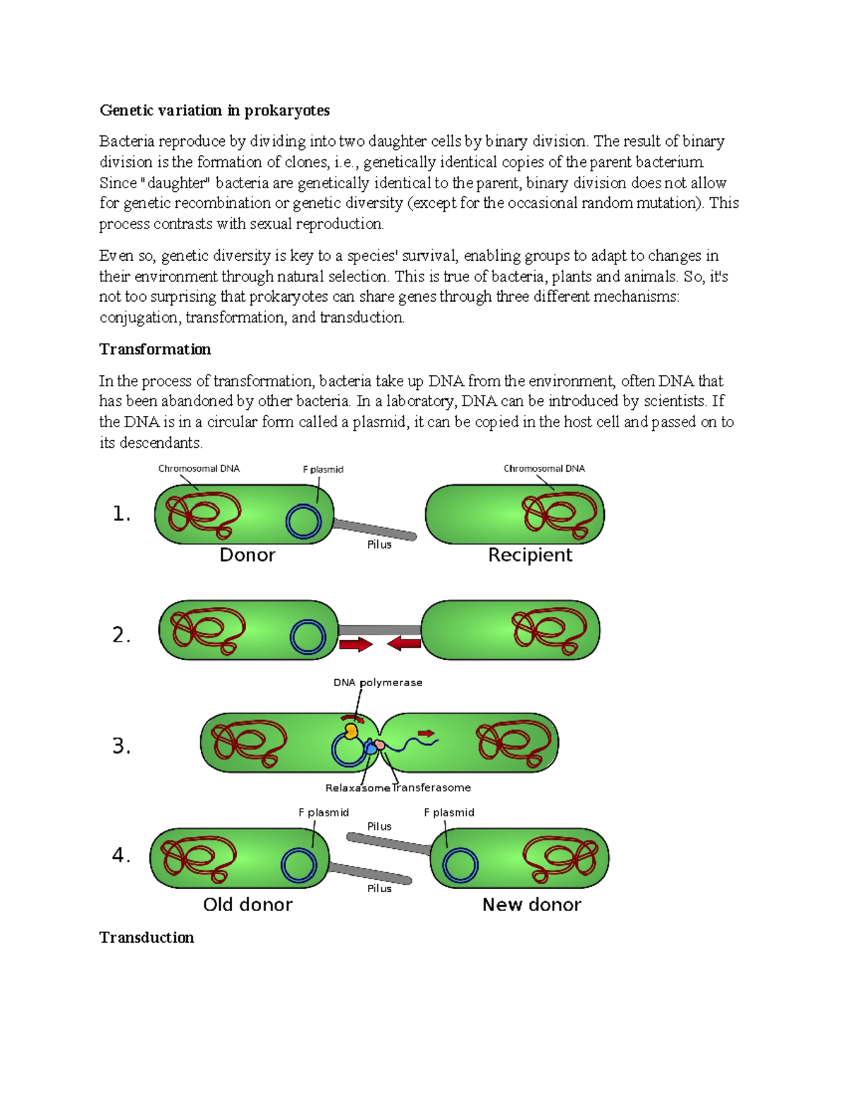 4. Genetic variation in prokaryotes (Bacteria) - Genetic variation in ...