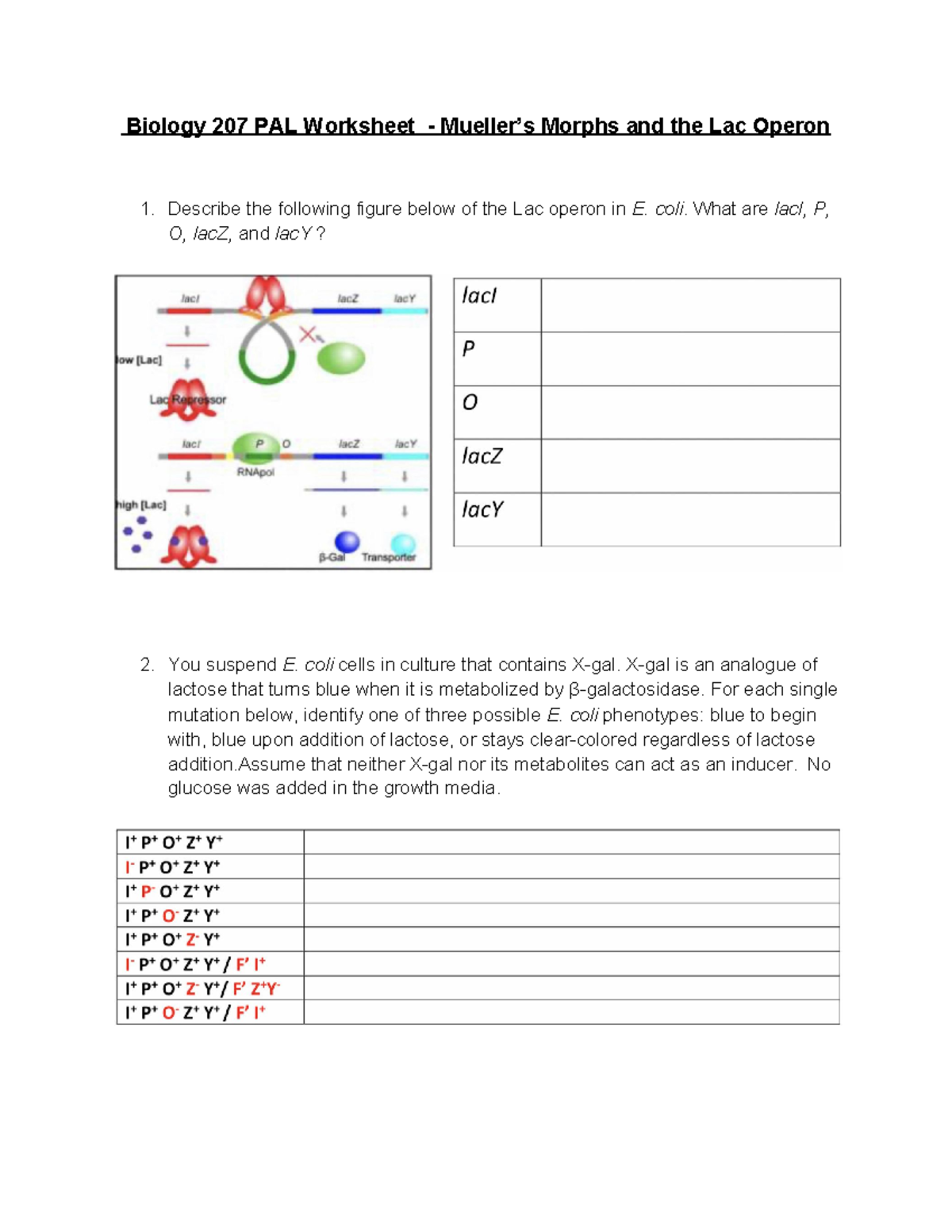 Muellers Morphs and the lac Operon - Biology 207 PAL Worksheet ...
