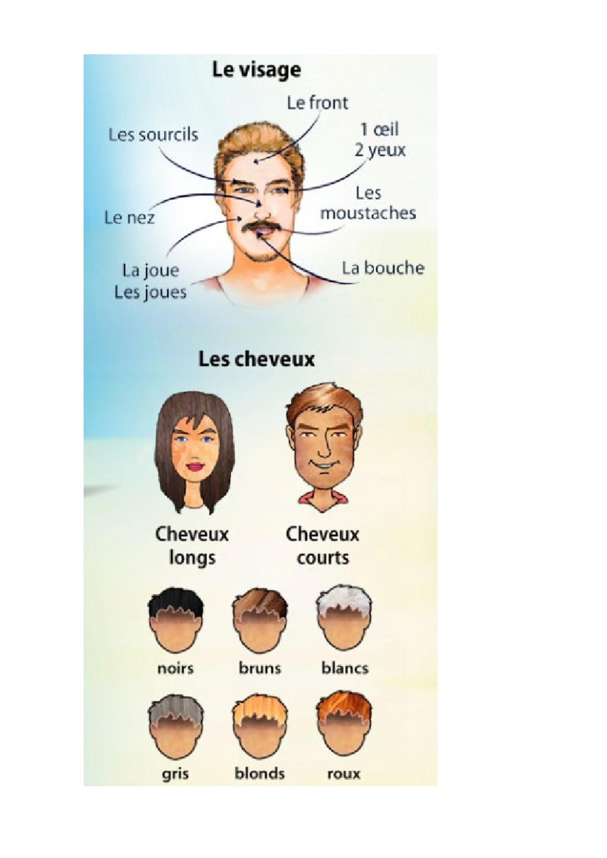 Le corps humain - Vocabulario de el cuerpo humano en francés, para ...