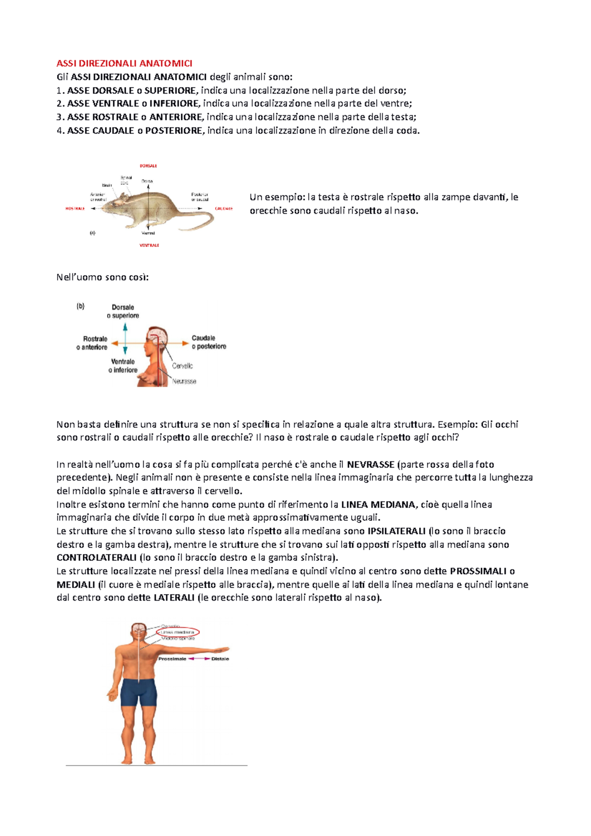 2. Anatomia del sistema nervoso - ASSI DIREZIONALI ANATOMICI Gli ASSI ...