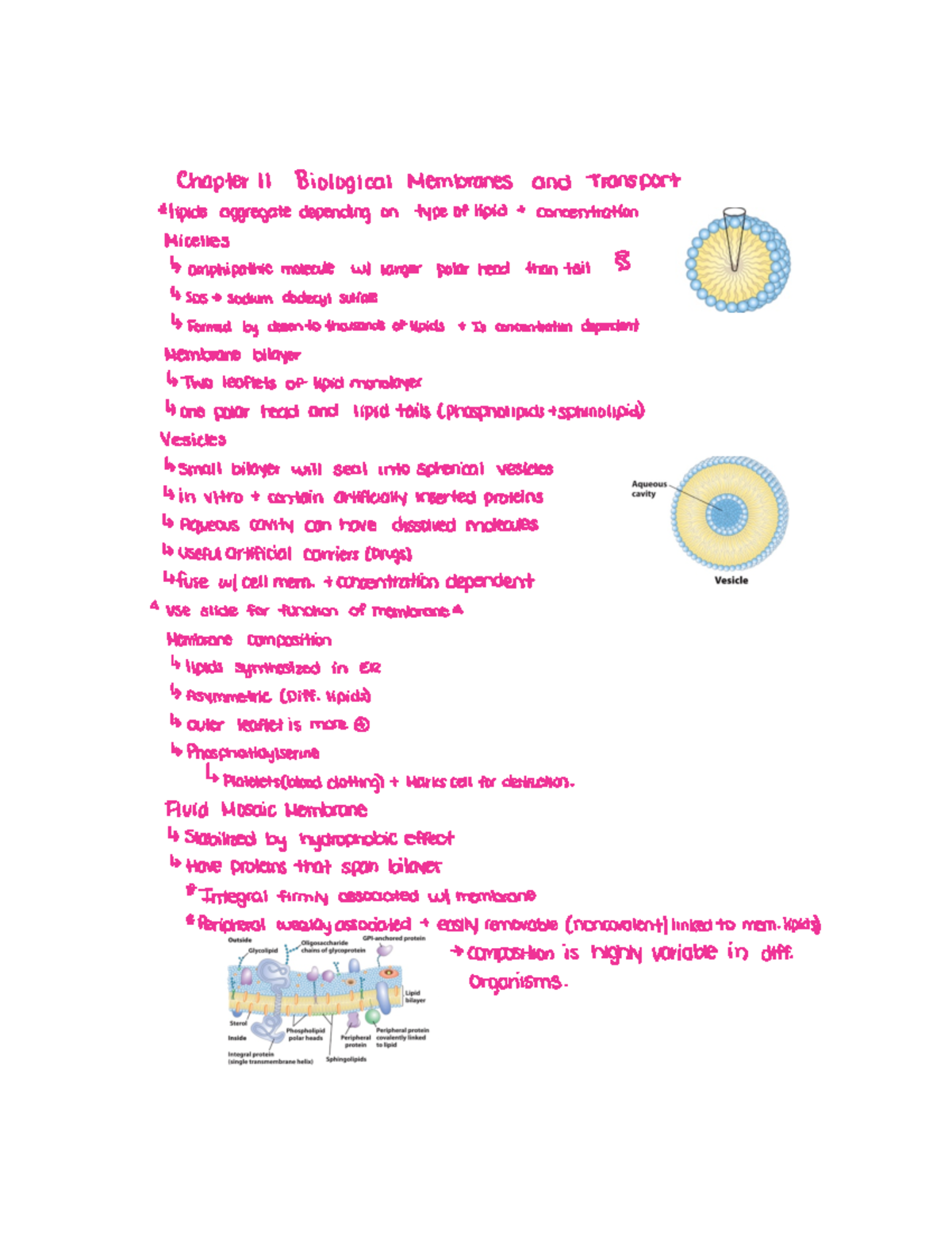 Chapter 11 Biological membranes - Chapter 11 Biological Membranes and ...