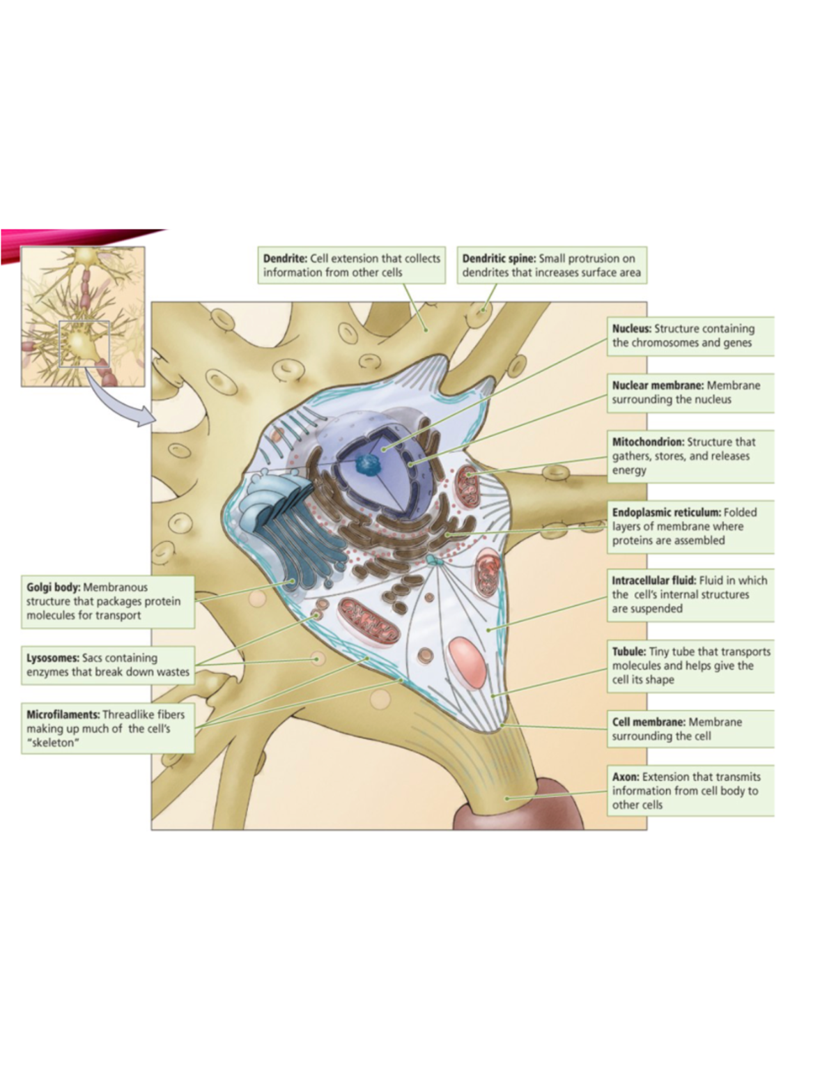 Neuro - practice - Dendrite: Cell extension that collects Dendritic ...