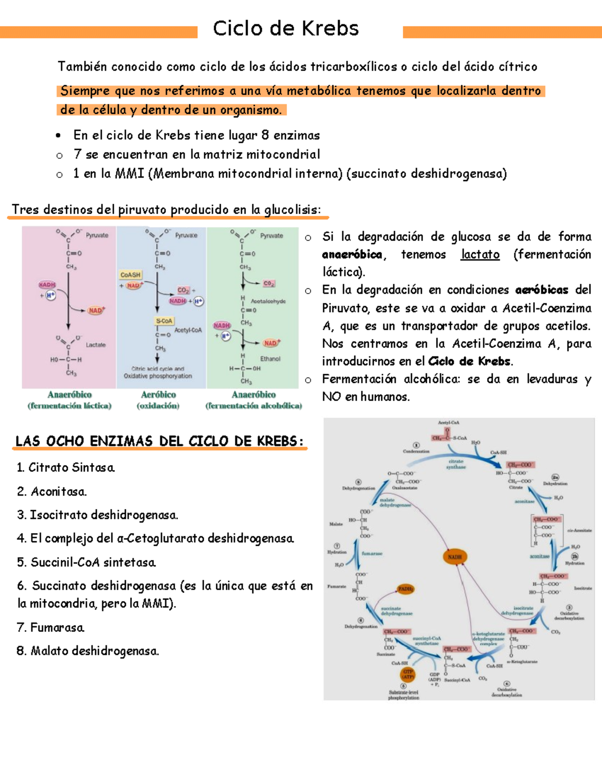Ciclo de Krebs - lol - Ciclo de Krebs Siempre que nos referimos a una vía metabólica tenemos que ...