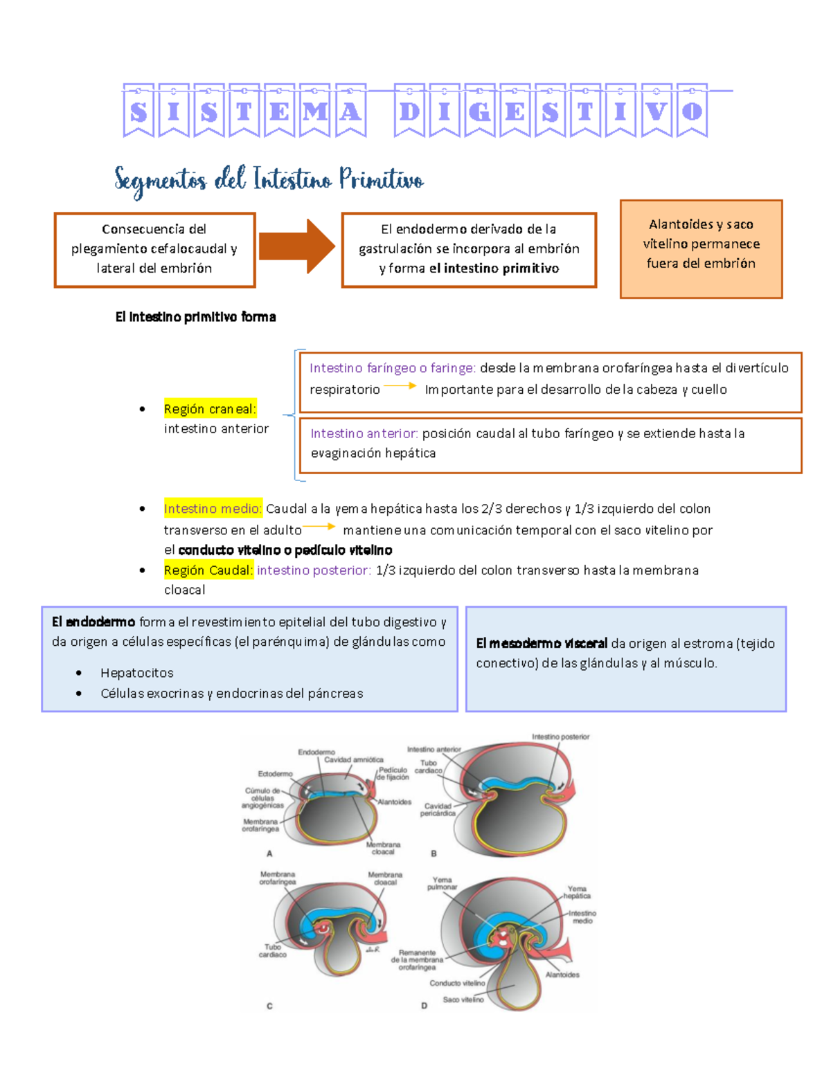 Sistema Digestivo - Desarrollo - Sistema Digestivo Segmentos del ...