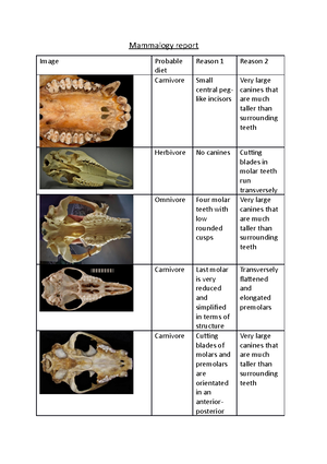 Mammal Assessment - Mammal Assessment Skull 1: Herbivore Molars wide ...